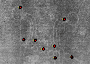 Overlay Videos for Quick and Accurate Watermark Identification ...